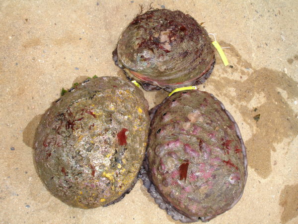 Abalone Season – SF Boat Support